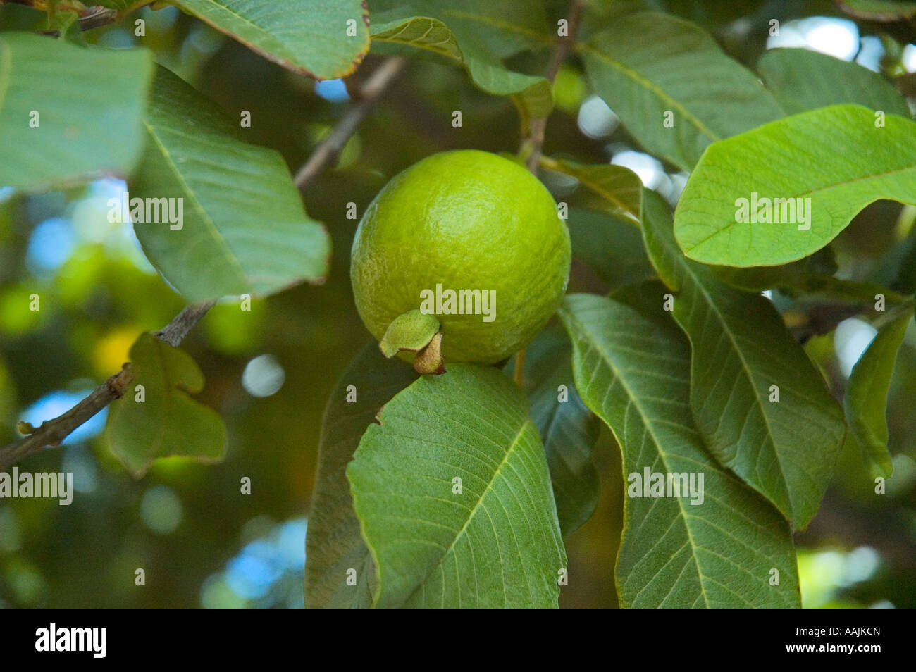 guava in tree , fruit and leaves Stock Photo - Alamy