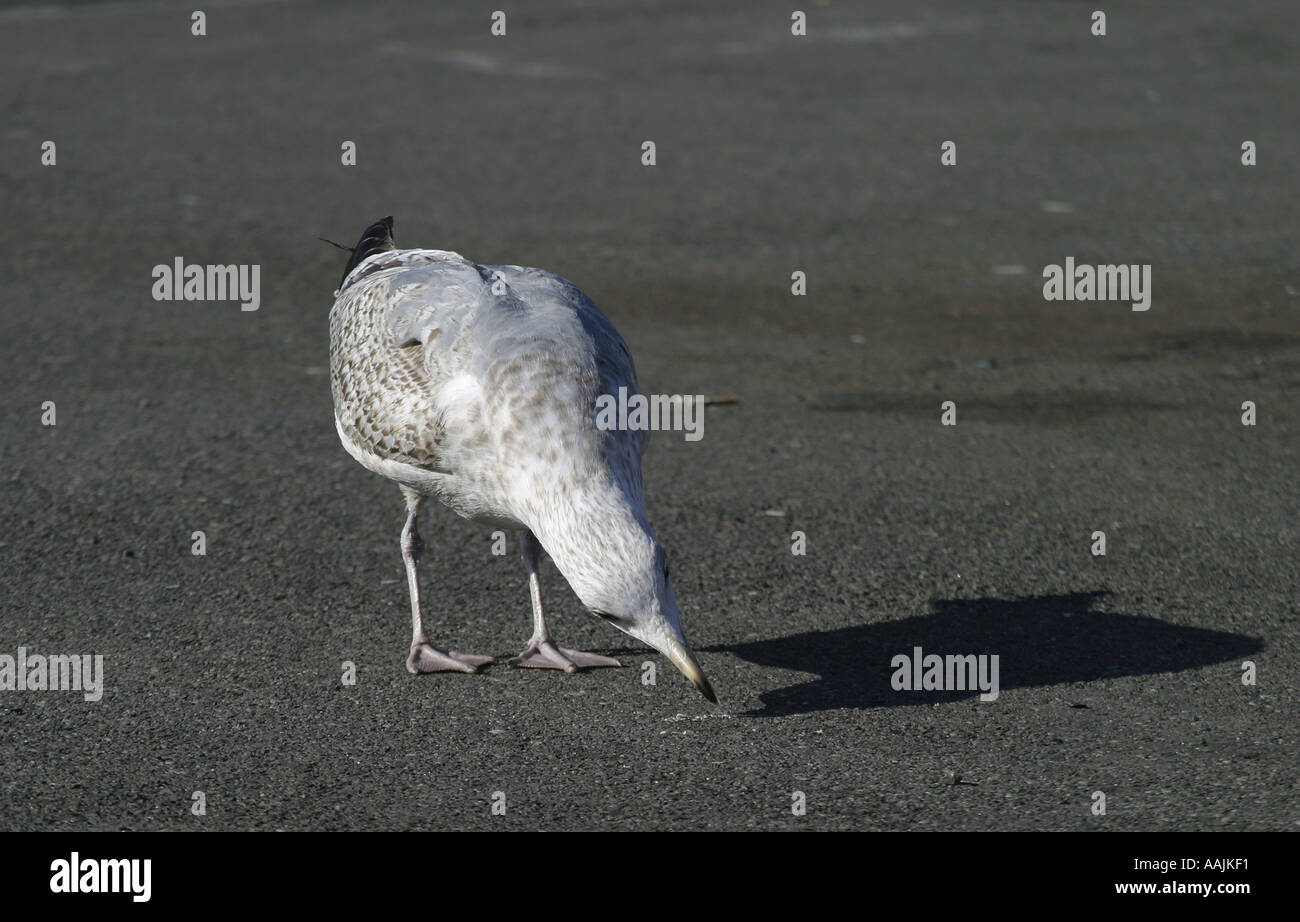 Seagull eating food on the dock Stock Photo - Alamy