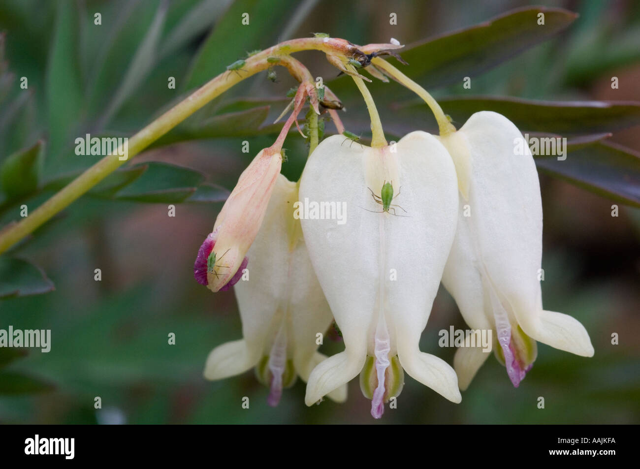Oregon bleeding heart hi-res stock photography and images - Alamy