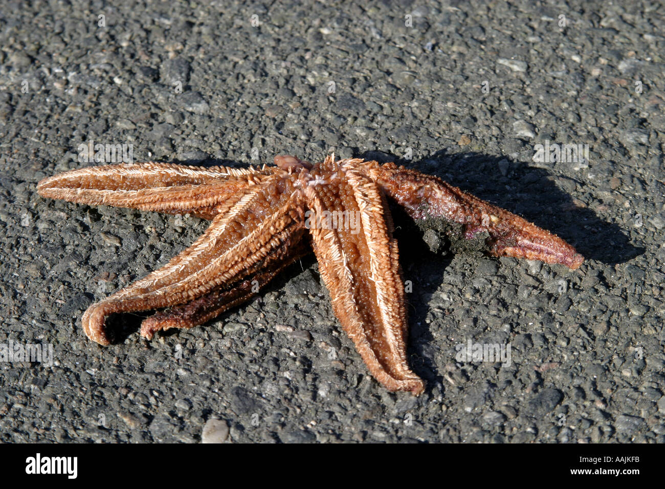 Starfish left for dead on pavement Stock Photo - Alamy
