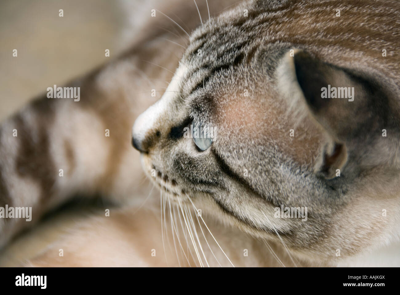 cat face, close-up Stock Photo - Alamy