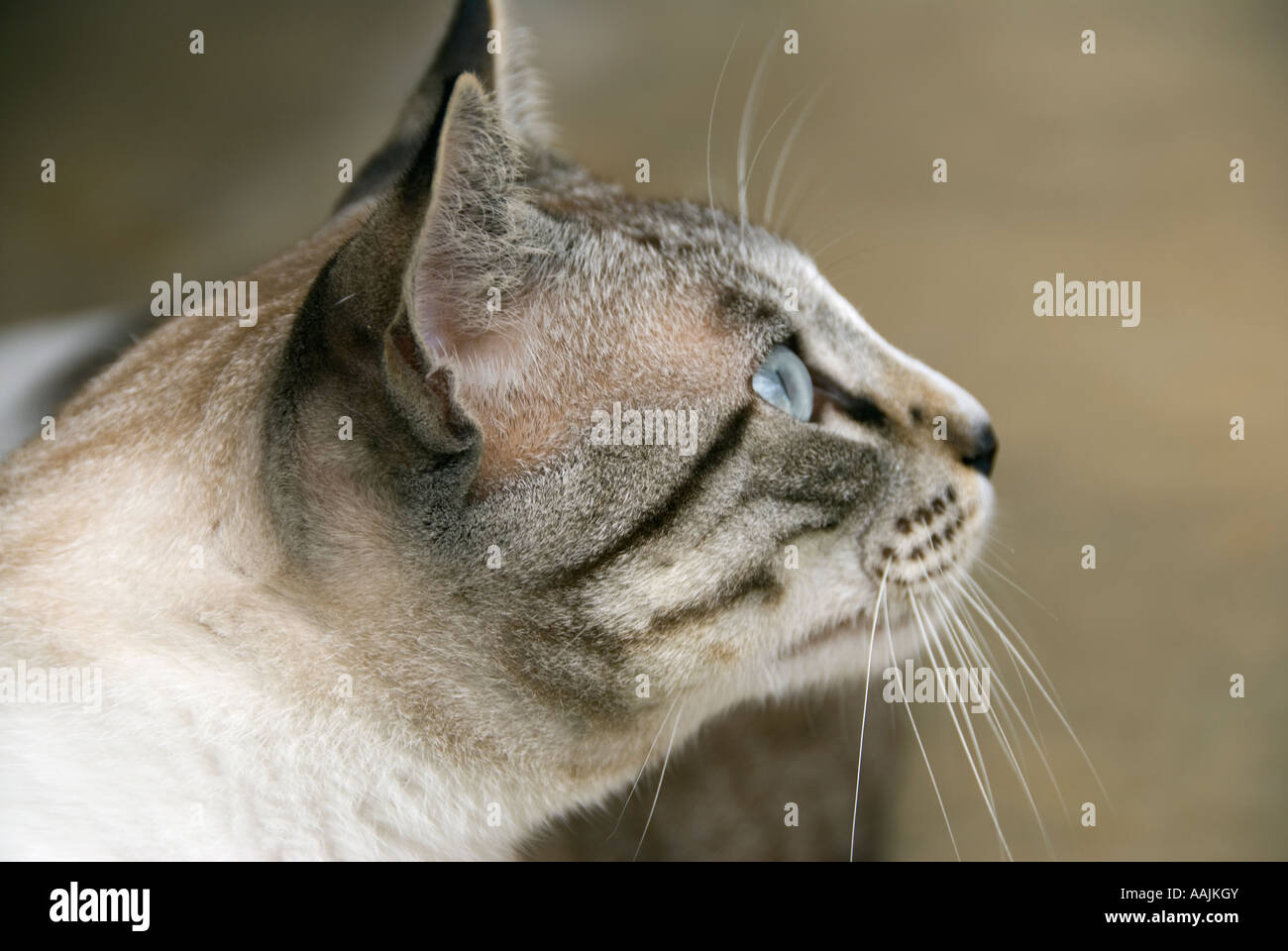 cat face, close-up Stock Photo - Alamy