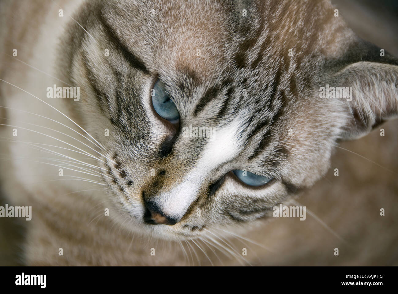 cat face, close-up Stock Photo - Alamy