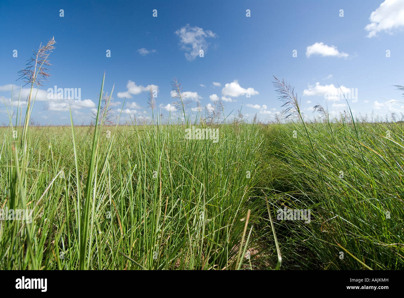 grass field, blue sky Stock Photo - Alamy