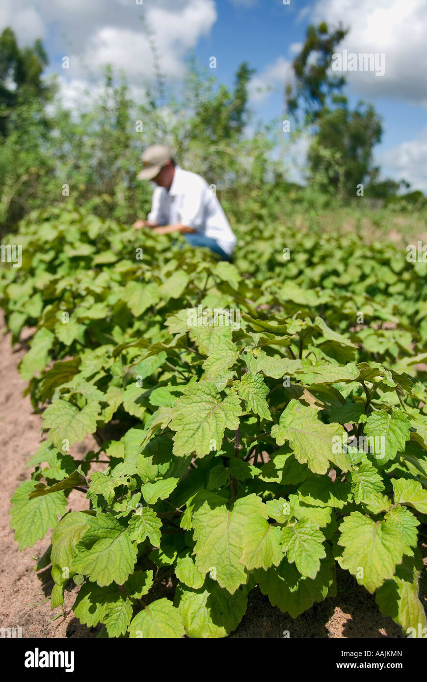 farmer inspecting patchouli crop Stock Photo - Alamy