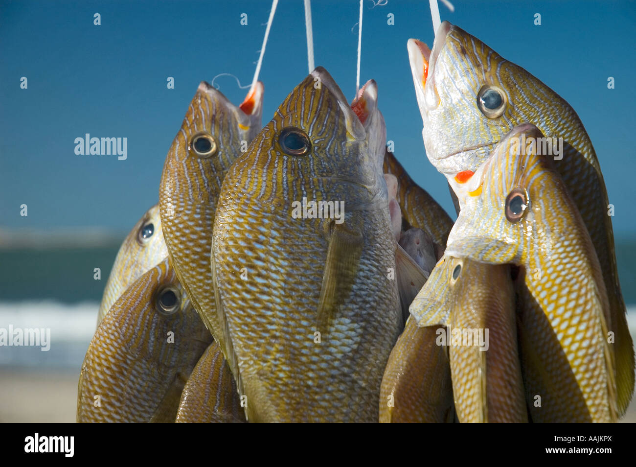 various caught fresh fish close-up Stock Photo - Alamy