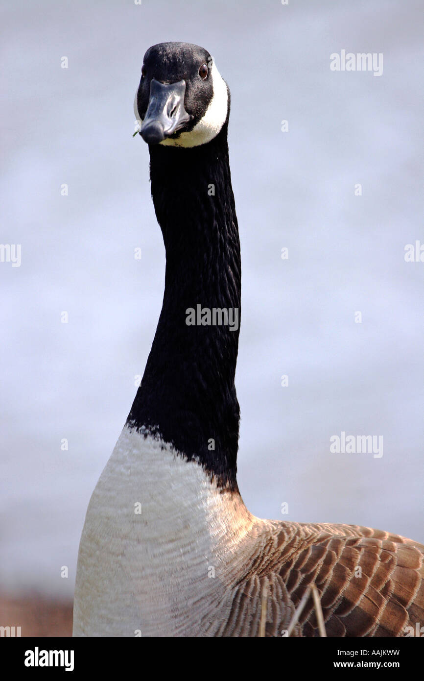 Nuisance goose hi-res stock photography and images - Alamy