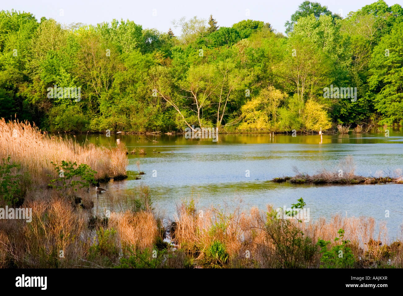 Landscape scene of pond Stock Photo - Alamy