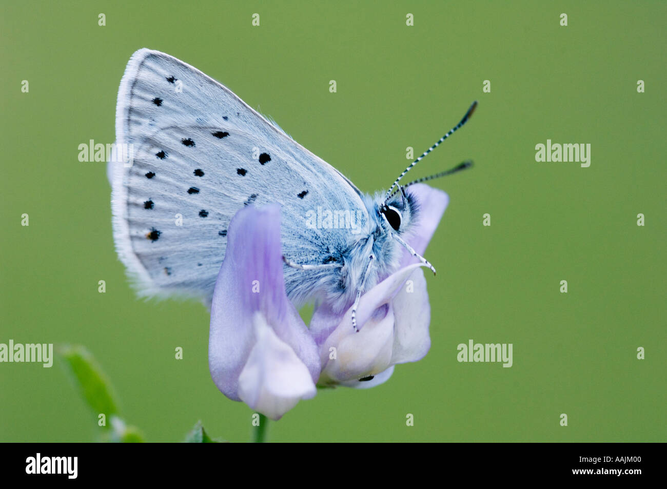 Silvery Blue Butterfly Minnesota Seasons Silvery Blue