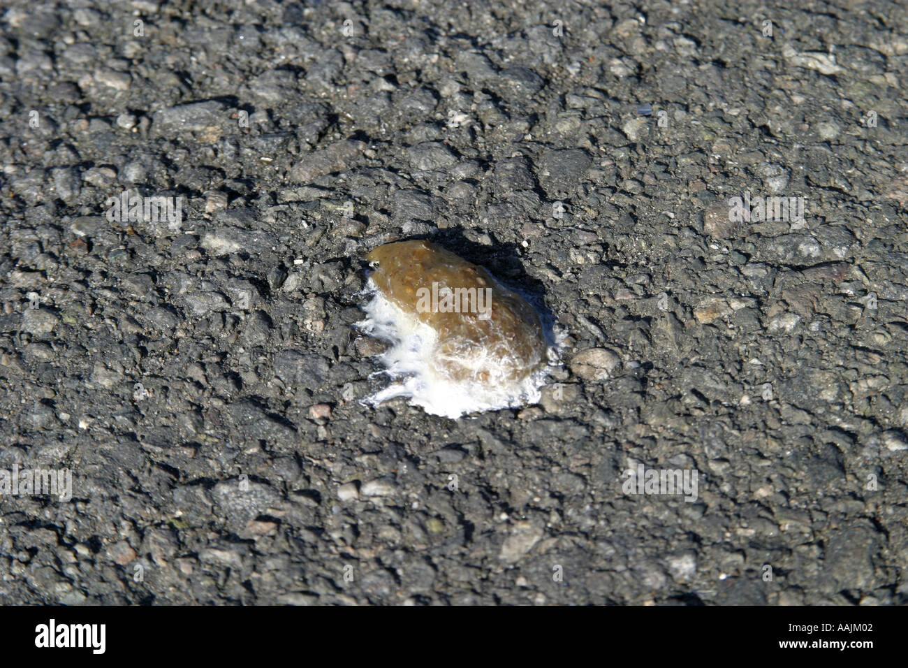Bird poop on pavement Stock Photo - Alamy
