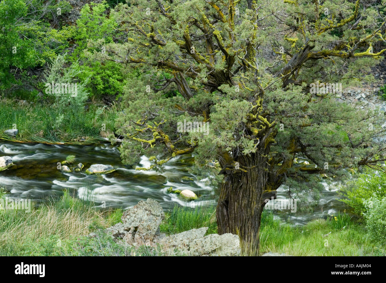 USA CALIFORNIA Juniper tree alongside Shasta River, tributary to ...