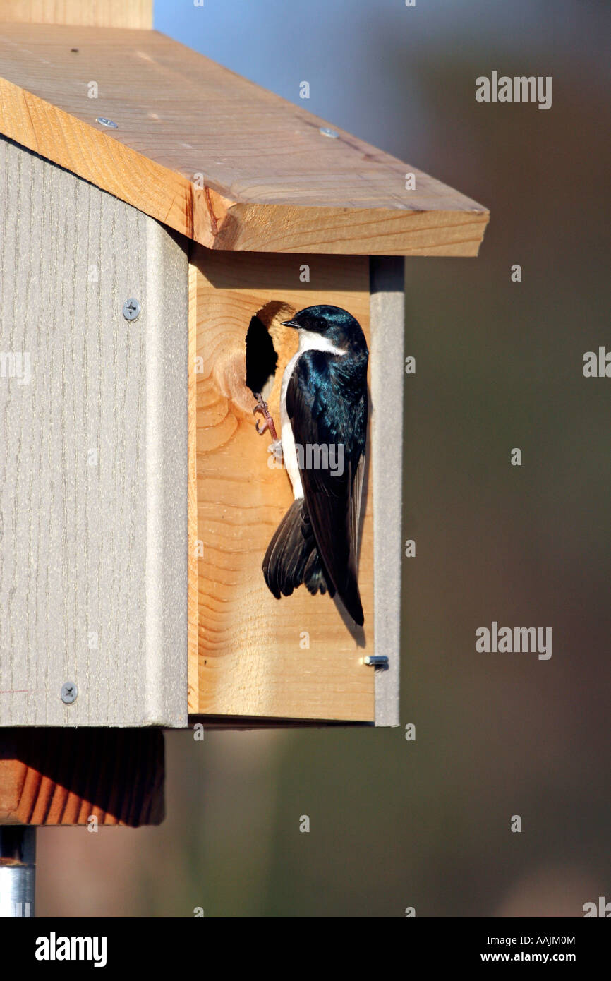 Tree Swallow at opening of birdhouse Stock Photo - Alamy