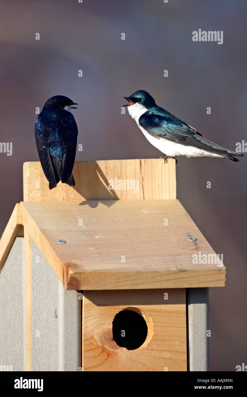 Tree Swallows conversing on top of birdhouse Stock Photo - Alamy