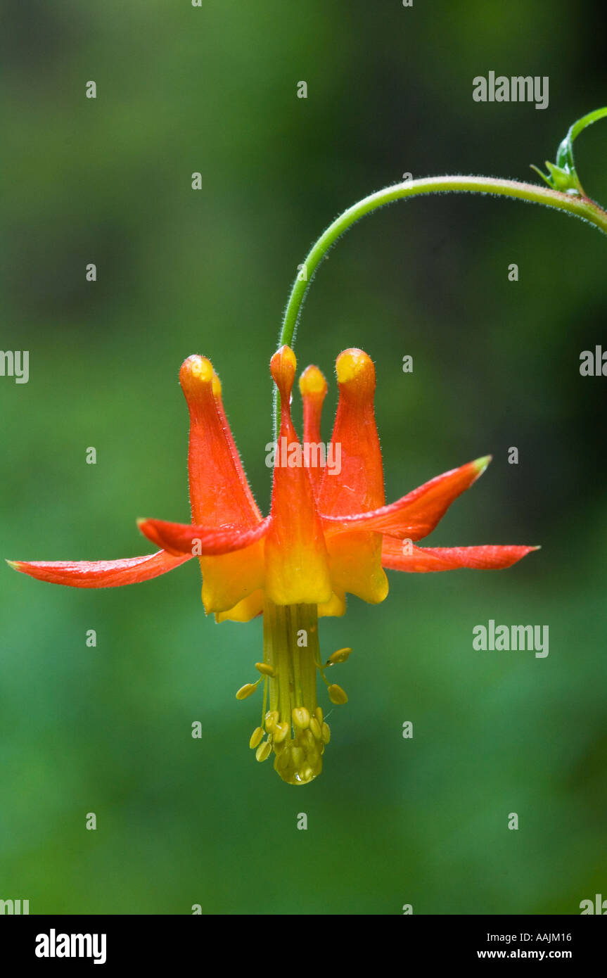 FLOWER Red Columbine (Aquilegia formosa) SISKIYOU MOUNTAINS, OREGON USA ...