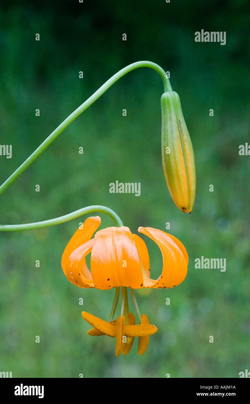 FLOWER Columbia Lily (Lilium columbianum) Cascade-Siskiyou National ...