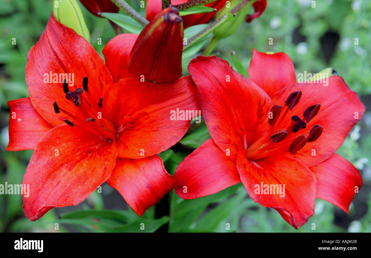 Two red lilies hi-res stock photography and images - Alamy
