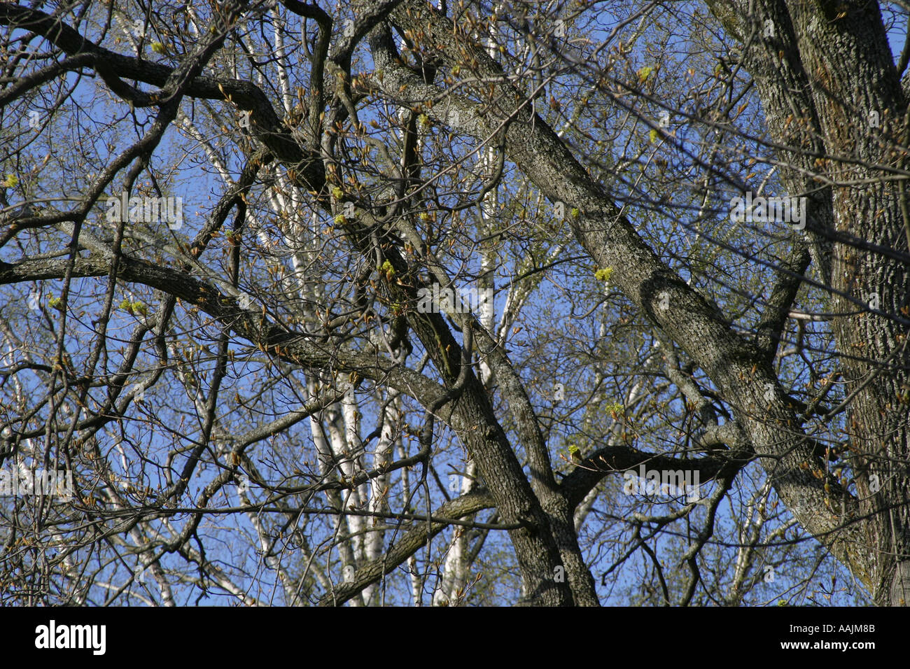 Tree branch texture image or background Stock Photo - Alamy