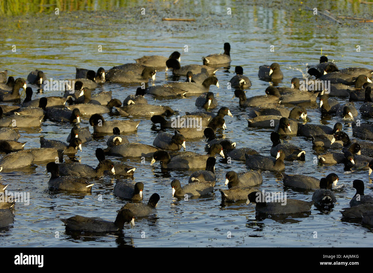 American Coots Fulica americana Florida USA communal feeding Stock ...