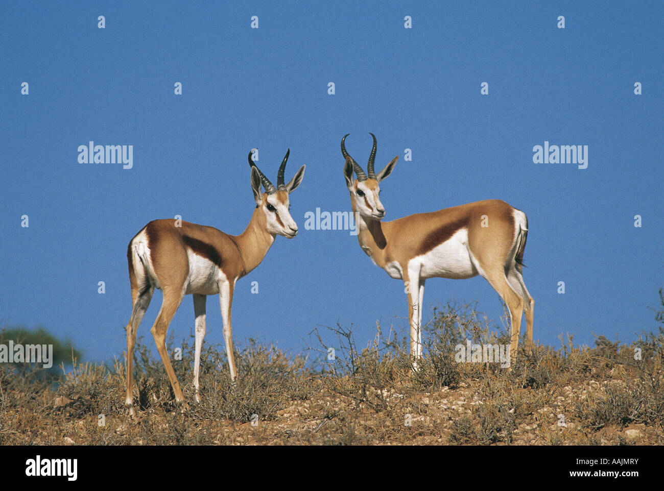 Two Springbok silhouetted against a pure blue sky in Kalahari Gemsbok ...