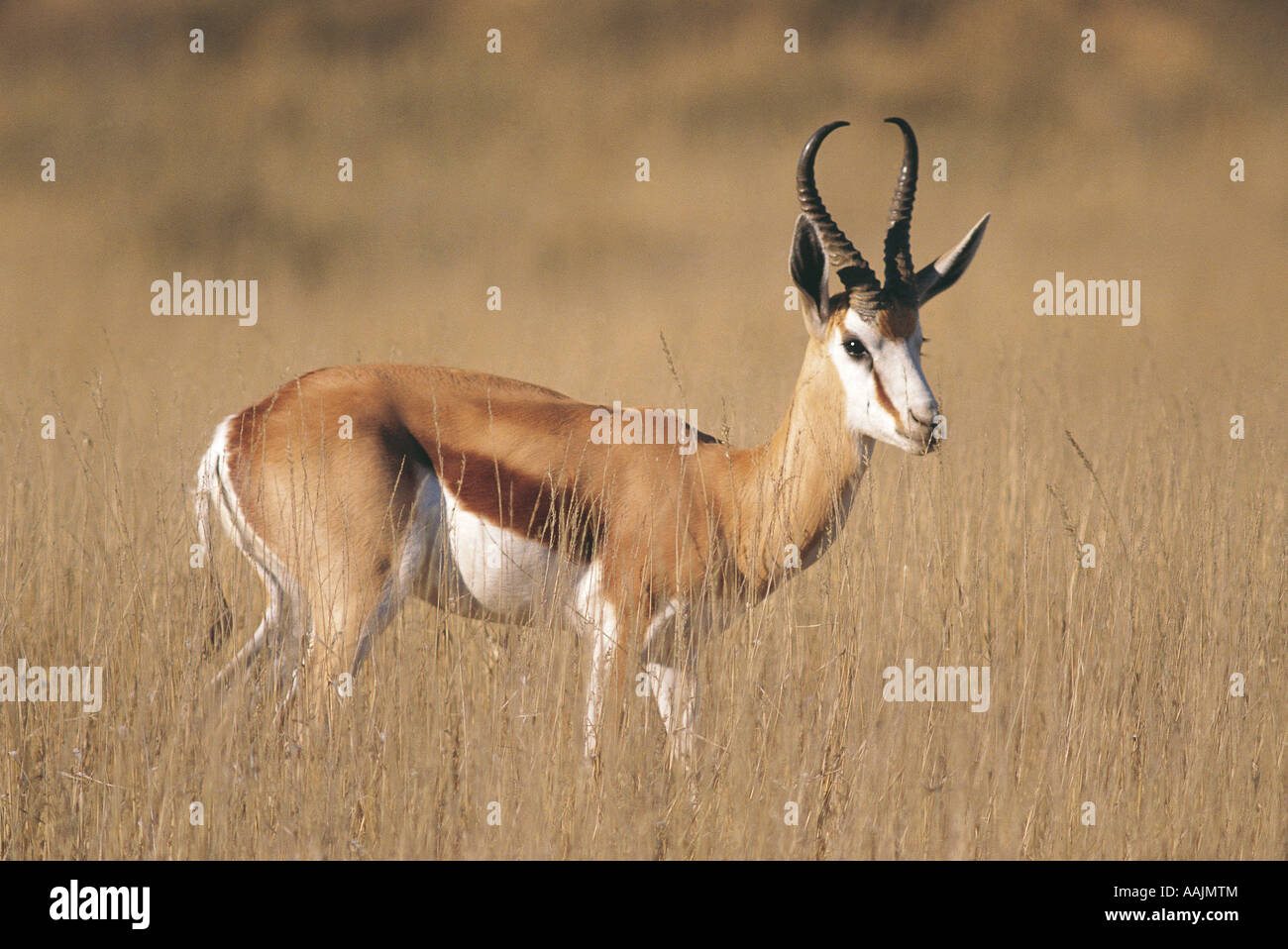 Springbok in the Kalahari National Park Northern Cape South Africa ...