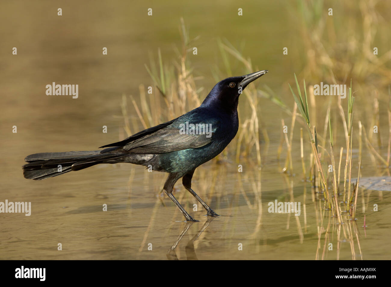 Common Grackle Quiscalus quiscala Florida USA Stock Photo - Alamy