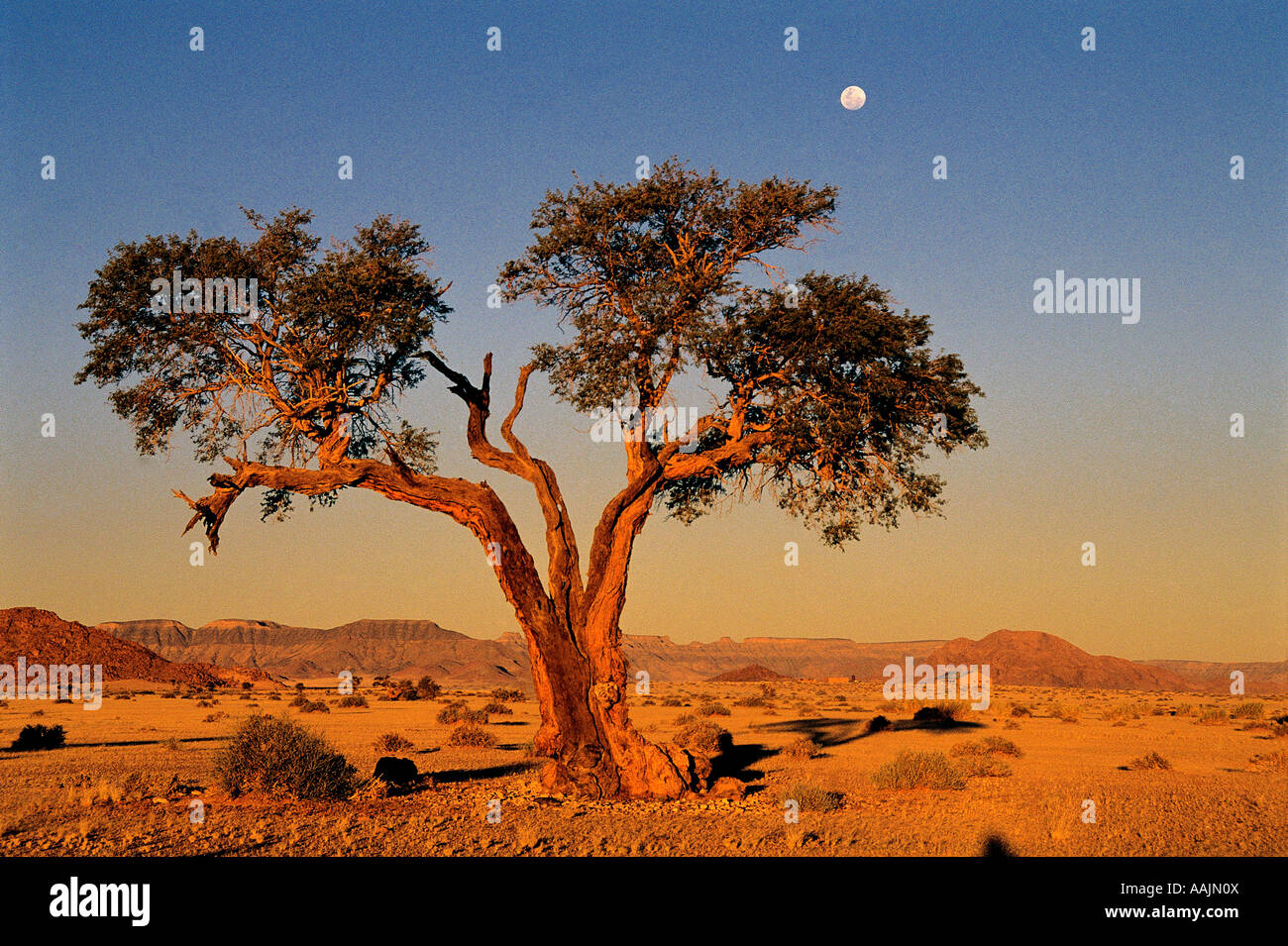 Camelthorn tree with full moon in late evening light Northern Cape ...