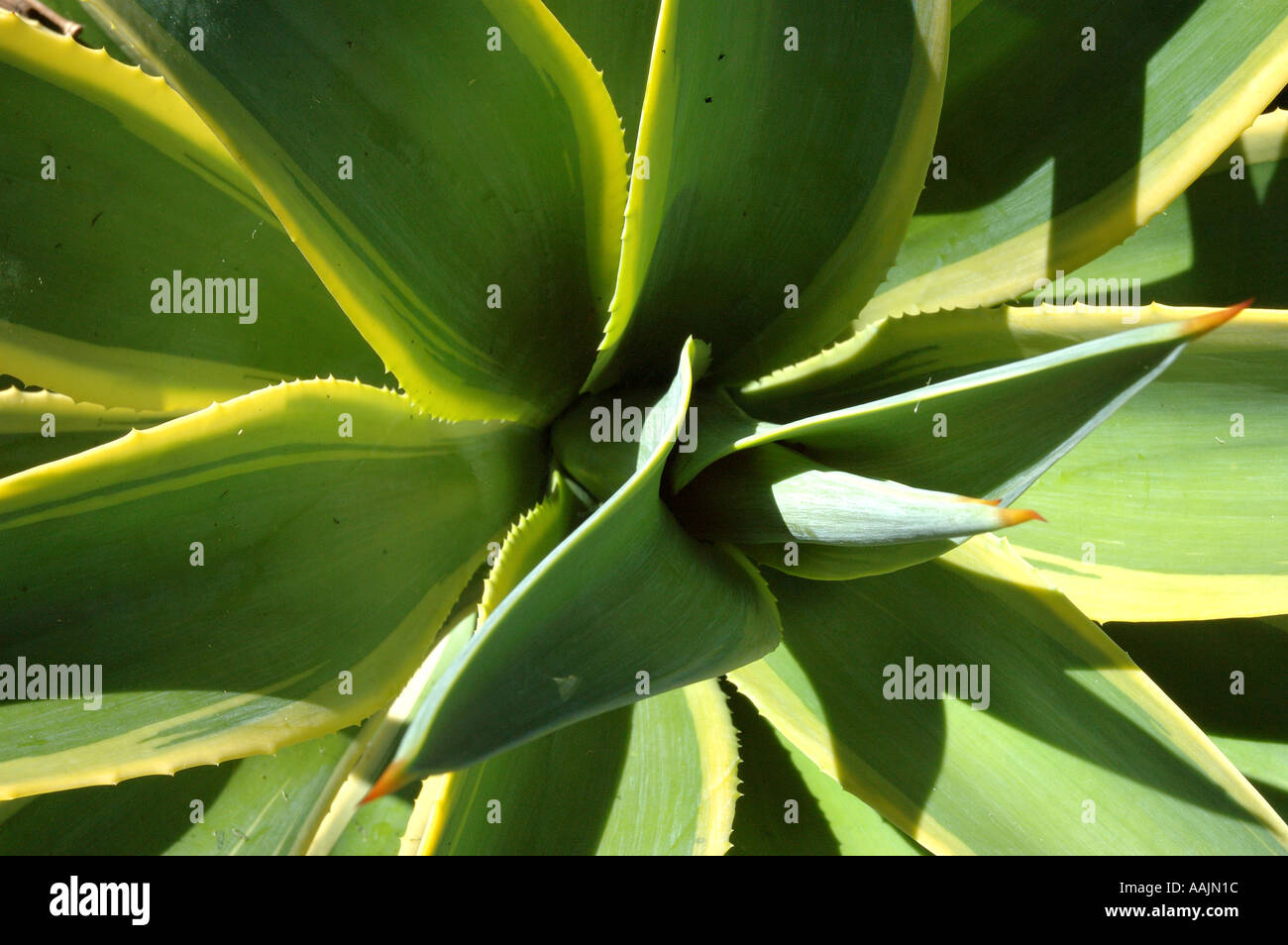 Agave sp Agavaceae native of the Americas succulent plant texture 3247 ...