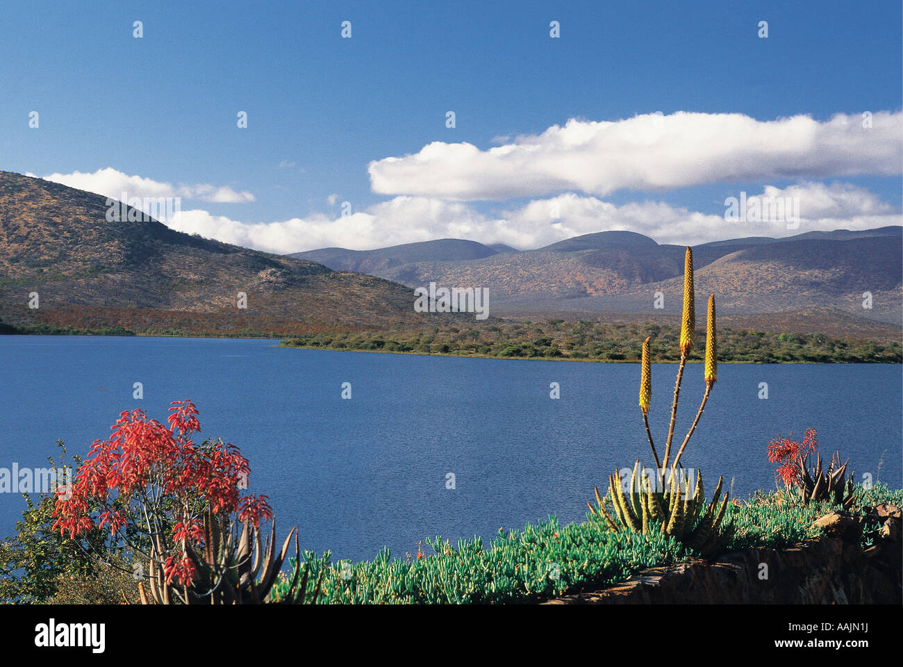 Red Aloes at Njelele Dam Northern Province South Africa Stock Photo - Alamy
