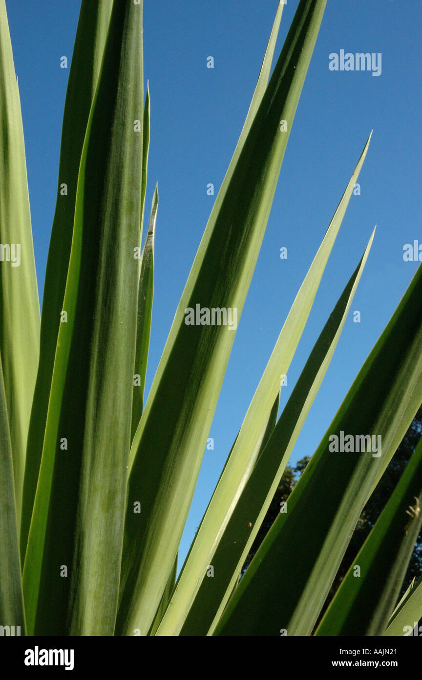 Agave sp Agavaceae native of the Americas succulent plant texture 3249 ...