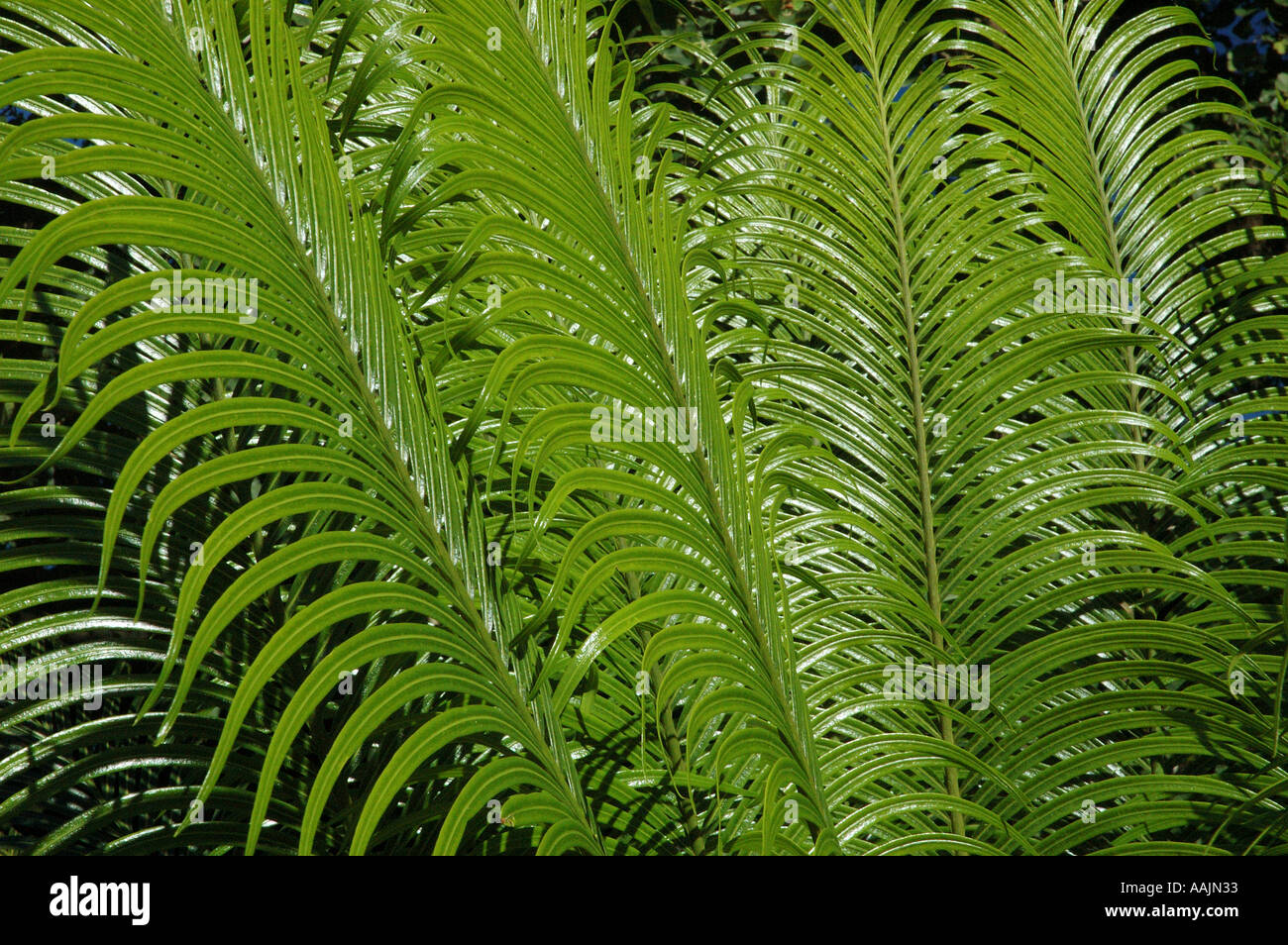 Cycad fern hi-res stock photography and images - Alamy