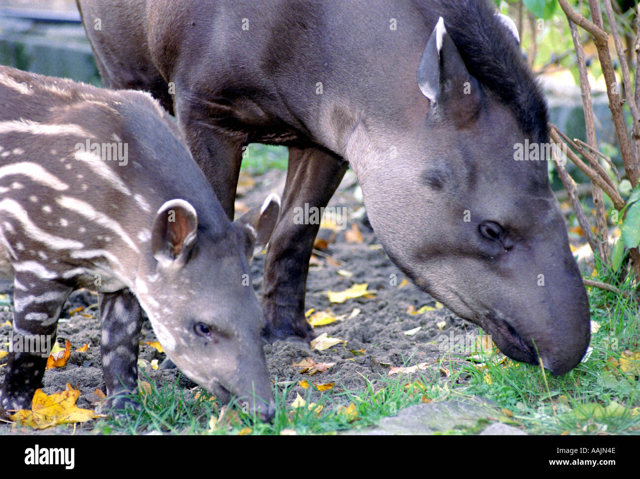 Tapir mother baby hi-res stock photography and images - Alamy