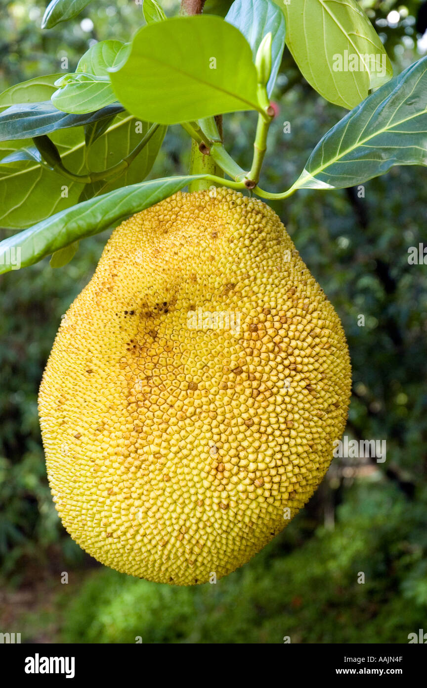 Jackfruit skin hi-res stock photography and images - Alamy