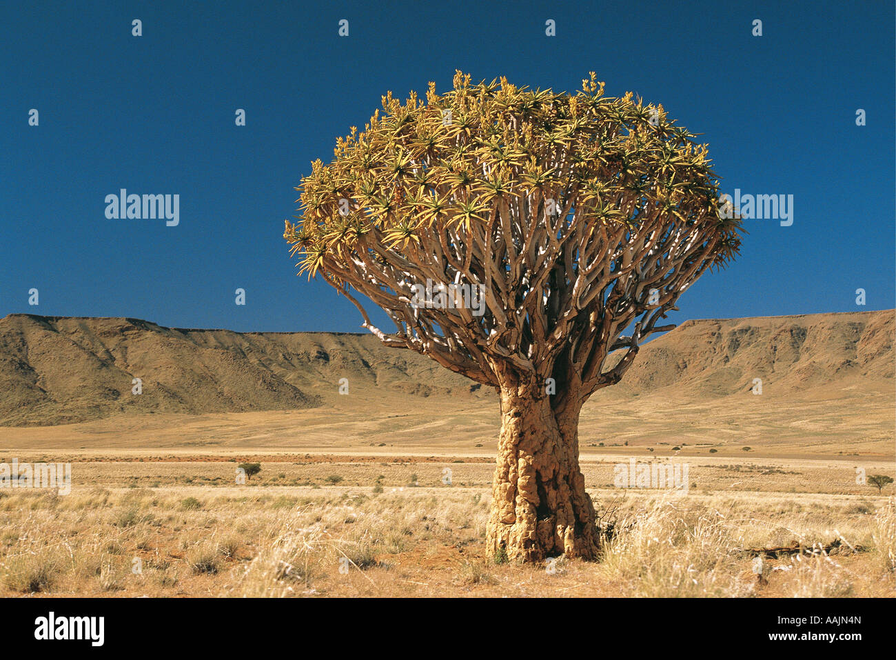 Quiver tree hi-res stock photography and images - Alamy