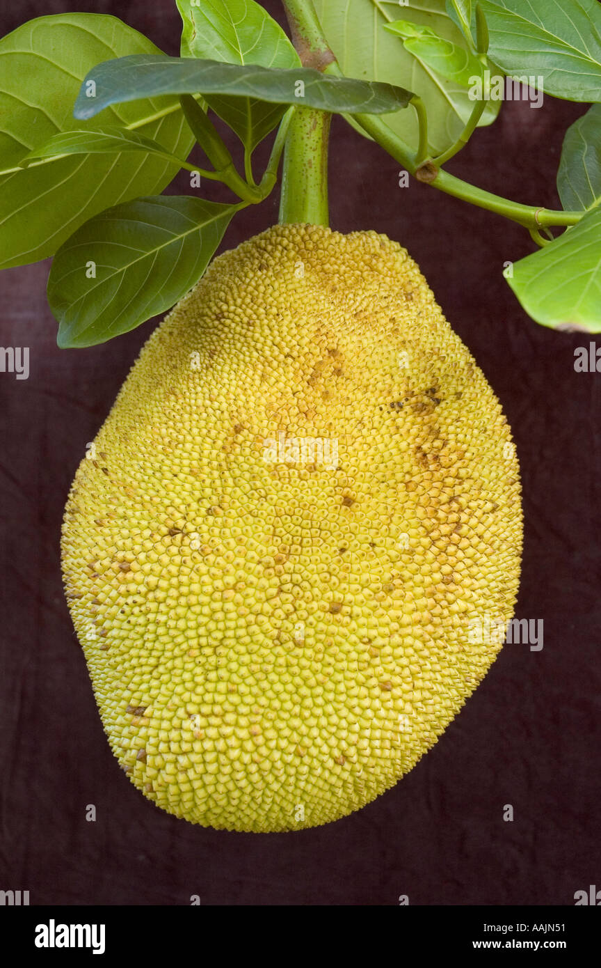 Spiky green jackfruit hi-res stock photography and images - Alamy