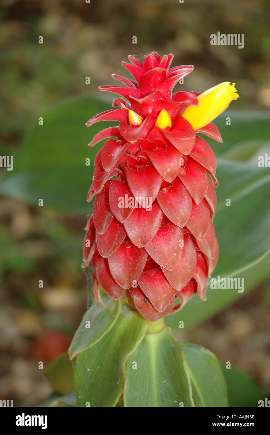 Zingerberaceae hi-res stock photography and images - Alamy
