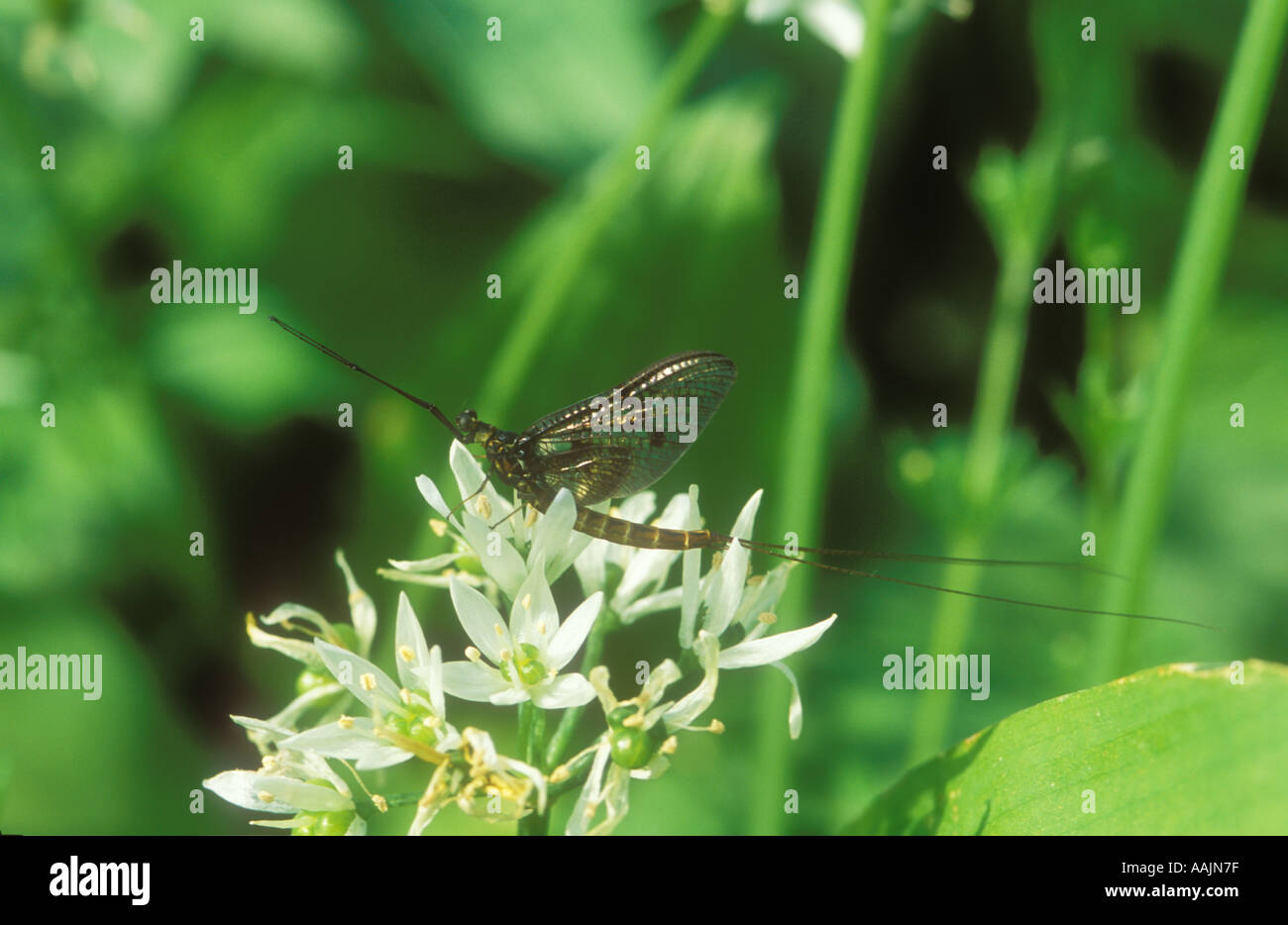 Mayfly wales hi-res stock photography and images - Alamy