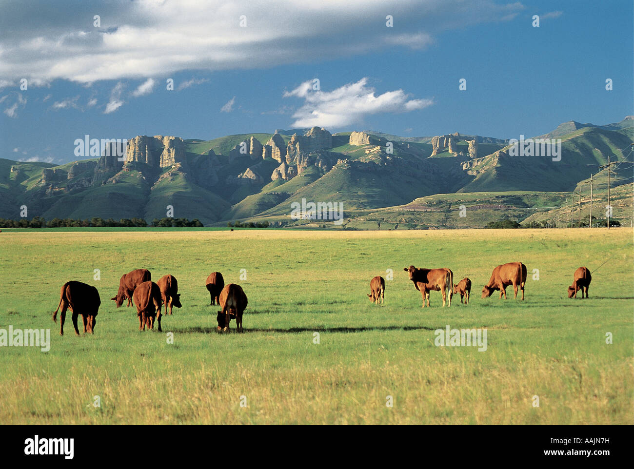 Cattle grazing near Elliot Eastern Cape South Africa Mountain range in ...