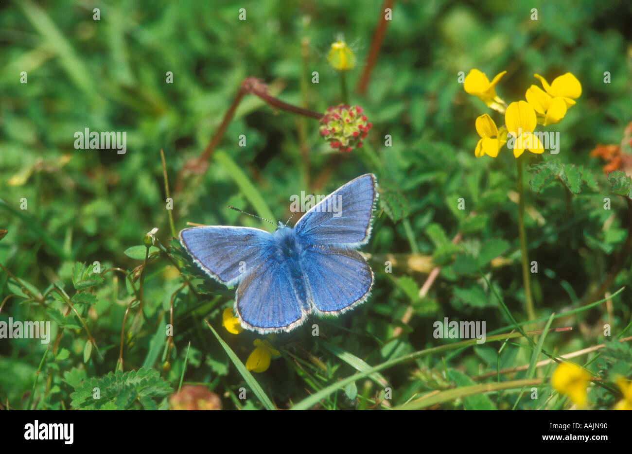 Adonis Blue at rest Stock Photo - Alamy