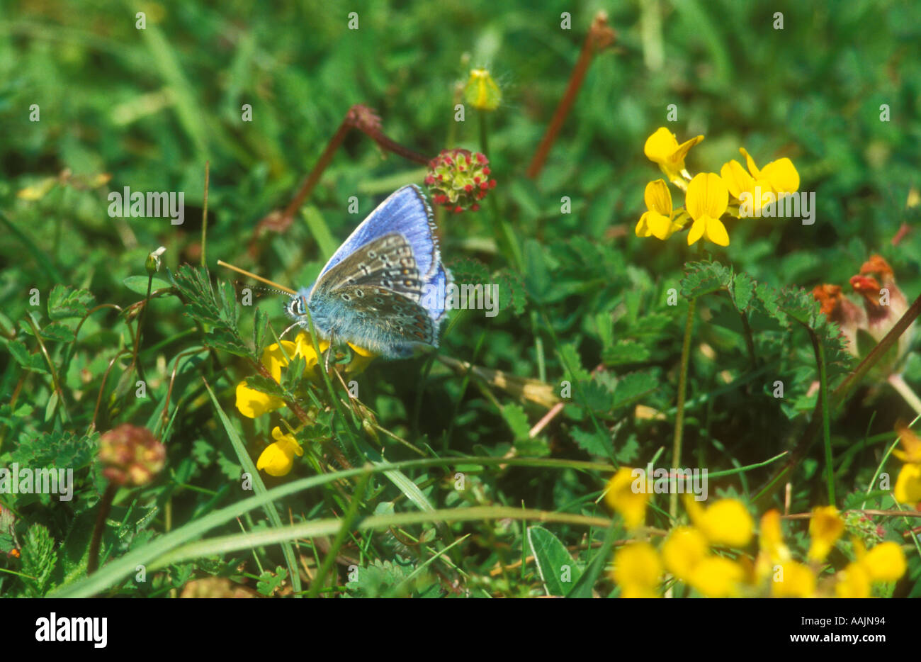 Adonis Blue at rest Stock Photo - Alamy