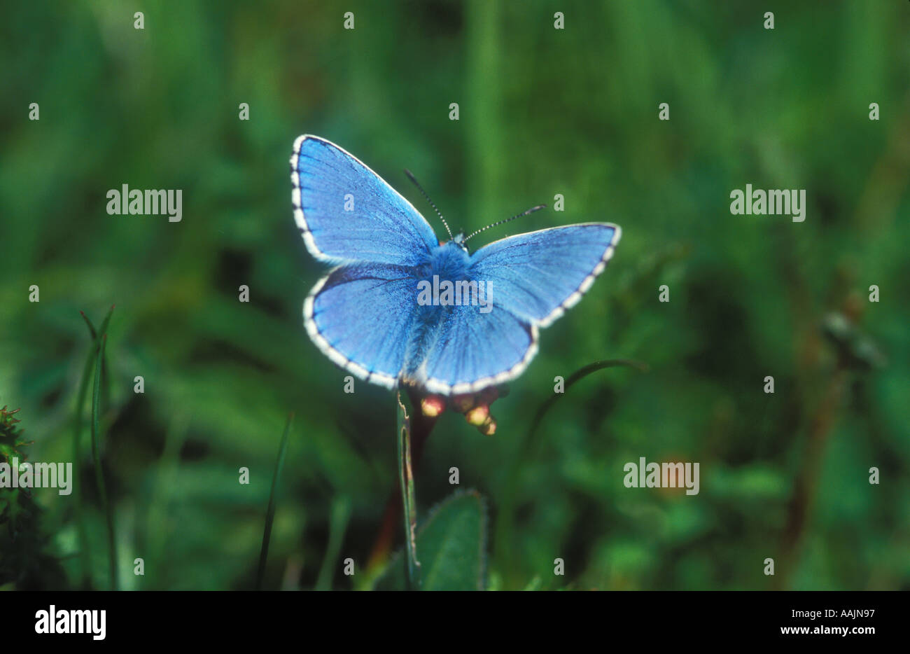 Adonis Blue at rest Stock Photo - Alamy