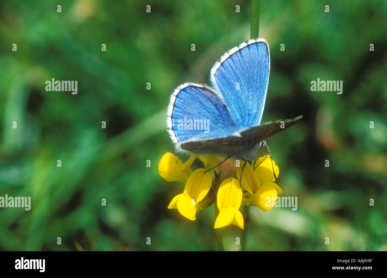 Adonis Blue feeding Stock Photo - Alamy