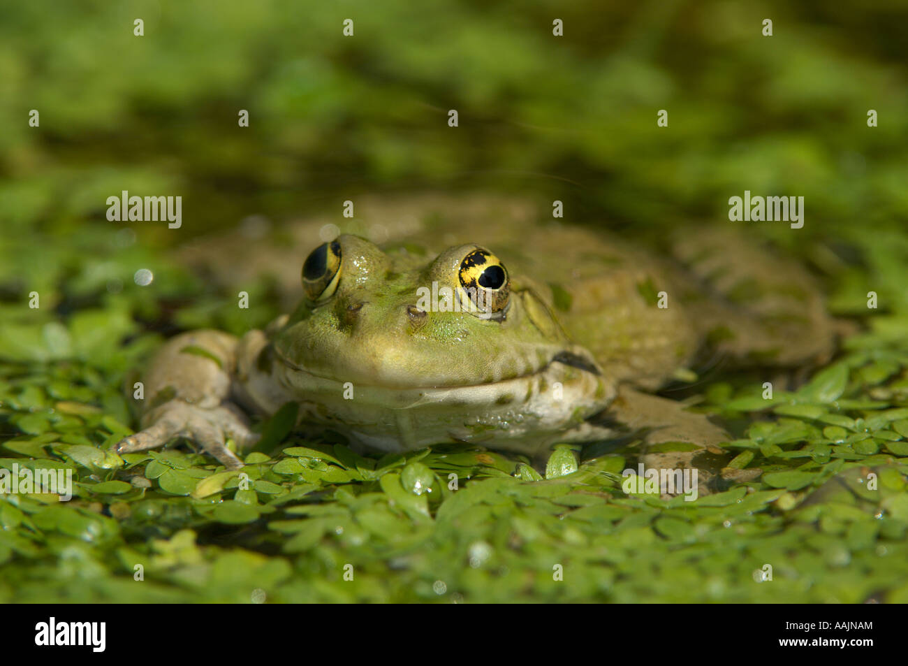 Marsh Frog Rana ridibunda British Wildlife Centre UK Stock Photo - Alamy