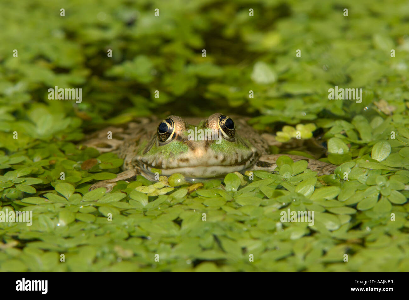 Marsh Frog Rana ridibunda British Wildlife Centre UK Stock Photo - Alamy