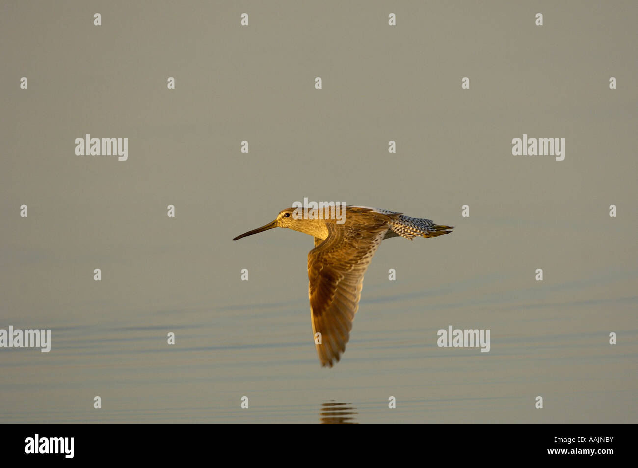 Marbled Godwit Limosa fedoa Florida USA in flight over water early ...