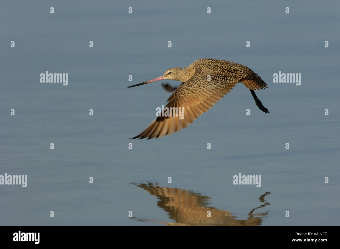 Marbled godwit in flight hi-res stock photography and images - Alamy