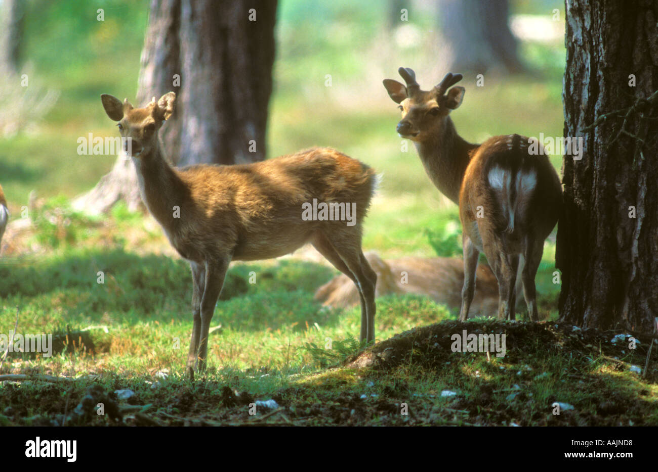 Two Sika Deer Bucks in spring Stock Photo - Alamy