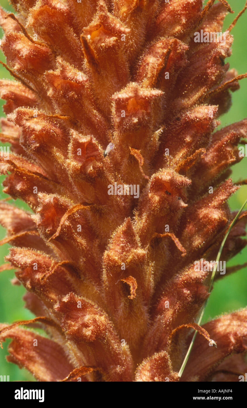 Greater broomrape uk hi-res stock photography and images - Alamy