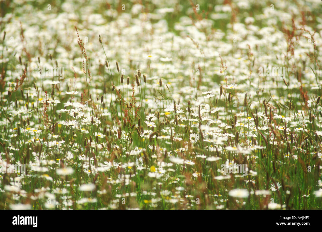 A profusion of Ox Eye Daisy Stock Photo - Alamy