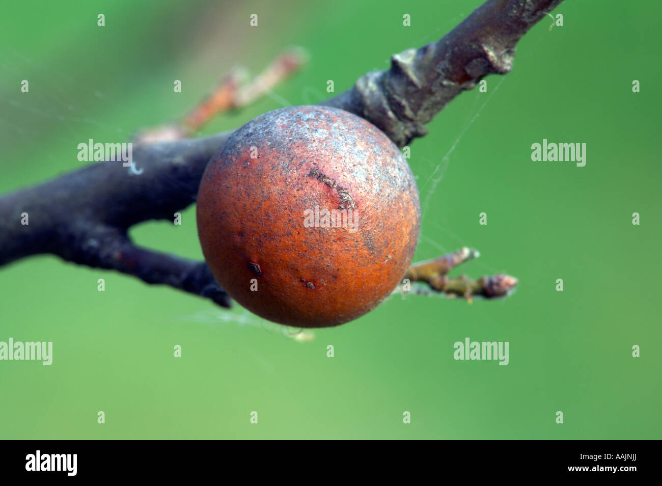 Oak Marble Gall on Oak tree branch in winter Stock Photo - Alamy
