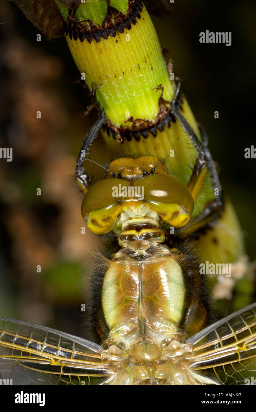 Dragonfly head hi-res stock photography and images - Alamy